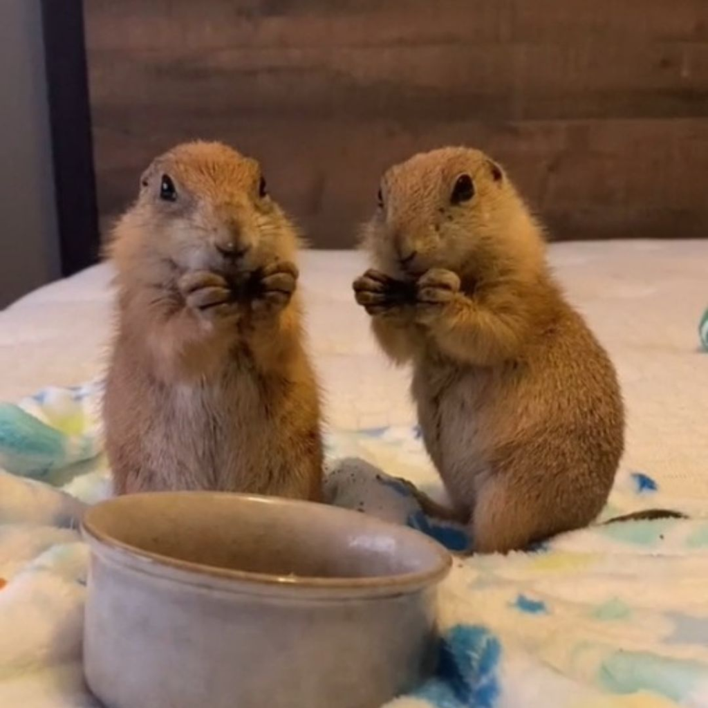 When prairie dogs see their mom, they yell "Yahoo!" and give her lots ...