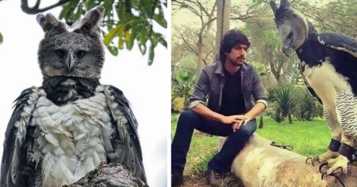 A bird with a wingspan the size of an NBA player, meet the Harpy Eagle ...