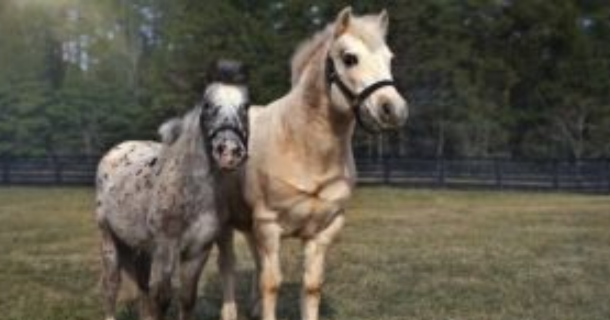 The Blind Pony's Enduring Journey - BestUNeed.Com