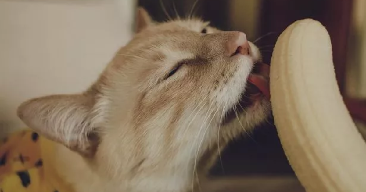 A cat's infatuation with bananas leads to some really dubious images ...