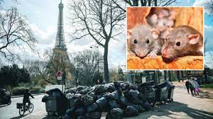 Paris, Infested With Rats - BestUNeed.Com