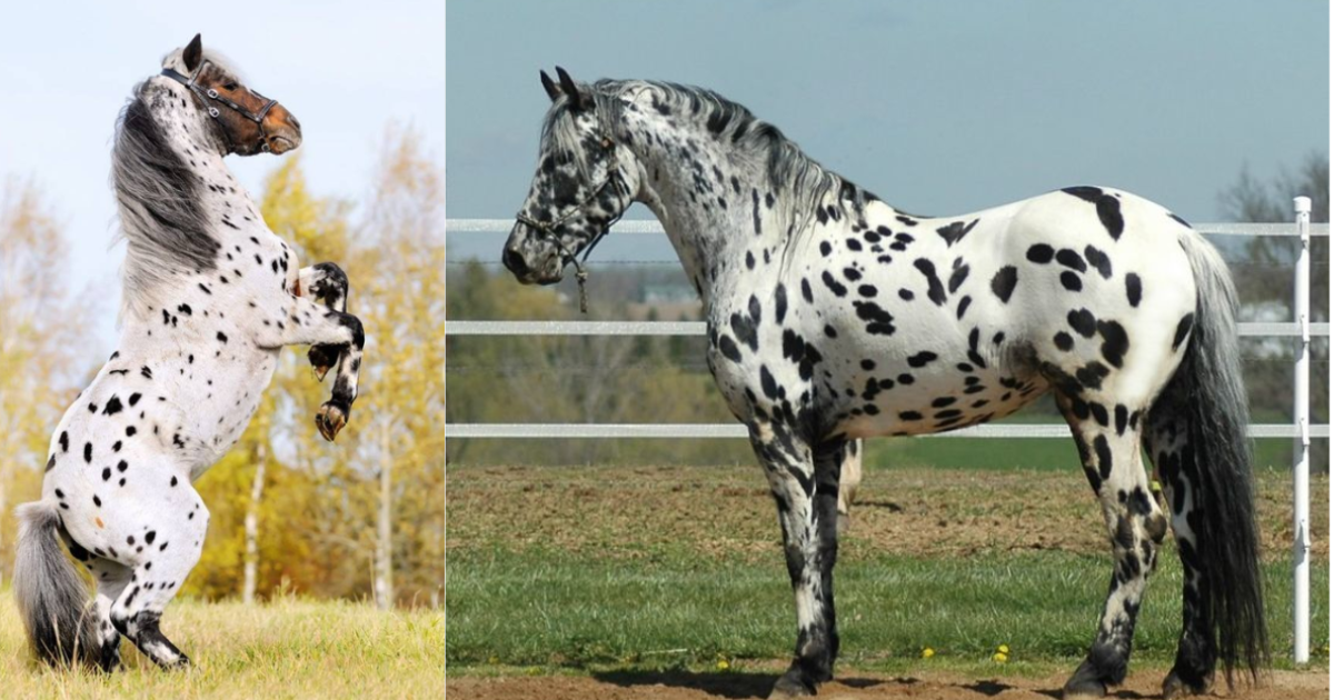 The Allure of Friesian/Appaloosa Crossbreeds - BestUNeed.Com