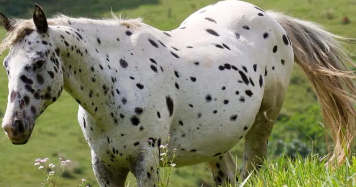 Beauty of Spotted Horses: Breeds, Genetics, and Patterns - BestUNeed.Com