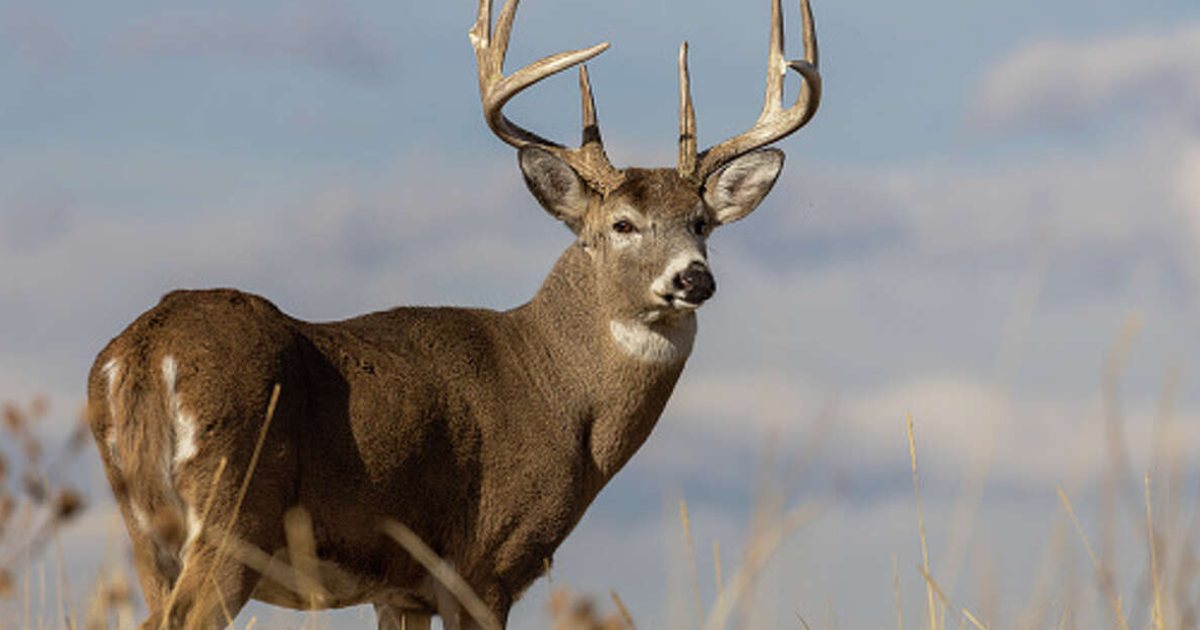 How do you know if a deer is aggressive? - BestUNeed.Com