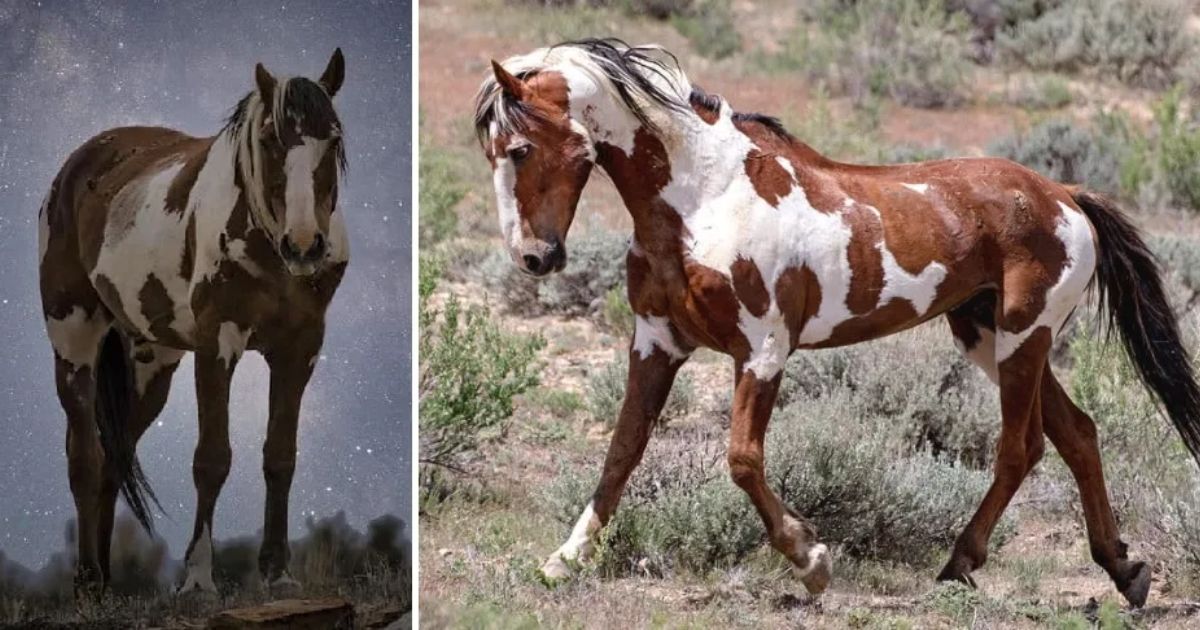 The Legacy Of Picasso Lives On In The Hearts Of Many