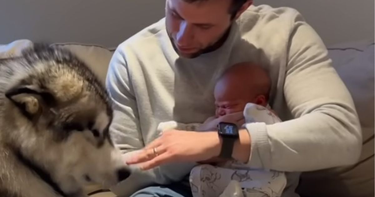 Huge husky meets his human sibling for the first time.