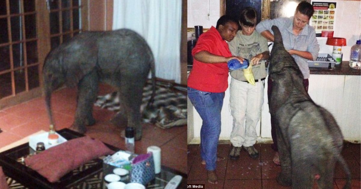 Lost baby elephant wanders into South African family's home - BestUNeed.Com