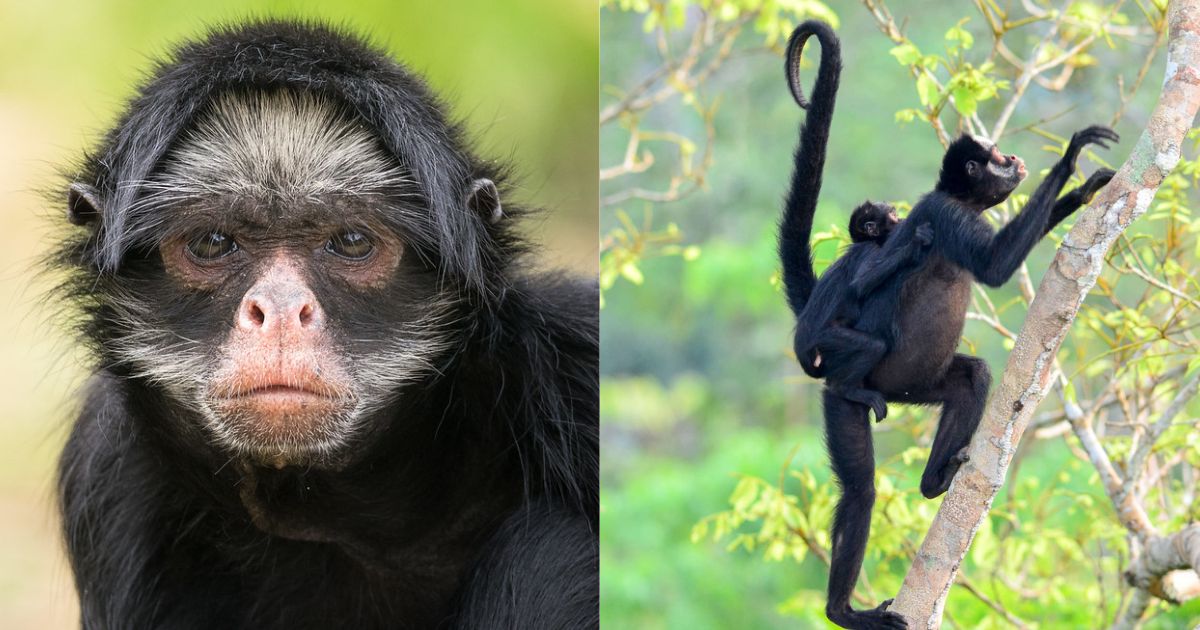 White-cheeked spider monkey. - BestUNeed.Com