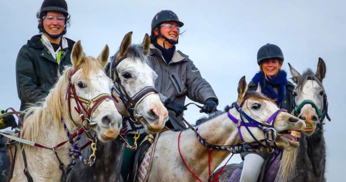 Riding Clydesdales: A Comprehensive Guide to Equestrian Adventure ...