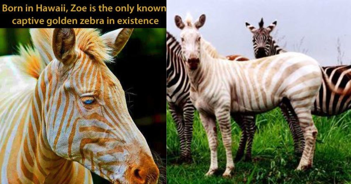 Introducing Zoe, the Uncommon Golden Zebra